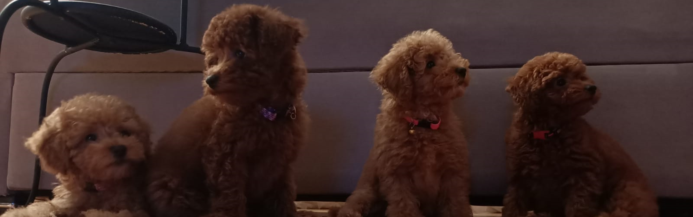 Toy Poodle Köpek ve Yavrular Satış & Sahiplenme - Toy Poodles